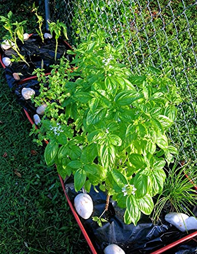 EarthPods Premium Garden Herbs & Vegetable Plant Food β Easy Organic Fertilizer Spikes β 100 Count β Supports Healthy Root & Leaf Growth (Great for Kitchen Herbs & Lettuce Garden, Ecofriendly)