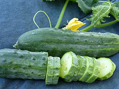 Gaea's Blessing Seeds - Spacemaster Cucumber Seeds (2.0g) Non-GMO Seeds with Easy to Follow Planting Instructions - Heirloom 90% Germination Rate