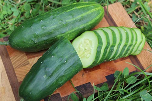 Gaea's Blessing Seeds - Spacemaster Cucumber Seeds (2.0g) Non-GMO Seeds with Easy to Follow Planting Instructions - Heirloom 90% Germination Rate