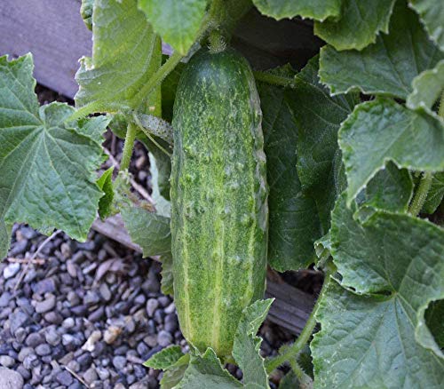 Gaea's Blessing Seeds - Spacemaster Cucumber Seeds (2.0g) Non-GMO Seeds with Easy to Follow Planting Instructions - Heirloom 90% Germination Rate