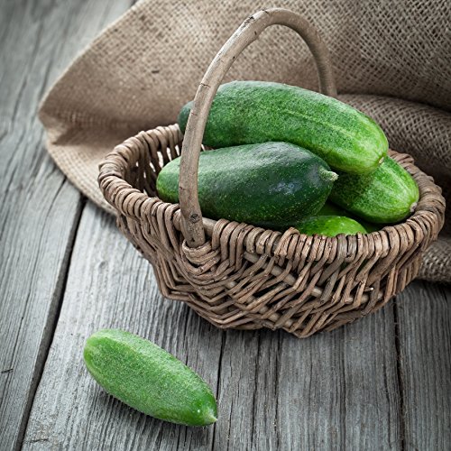 Gaea's Blessing Seeds - Spacemaster Cucumber Seeds (2.0g) Non-GMO Seeds with Easy to Follow Planting Instructions - Heirloom 90% Germination Rate