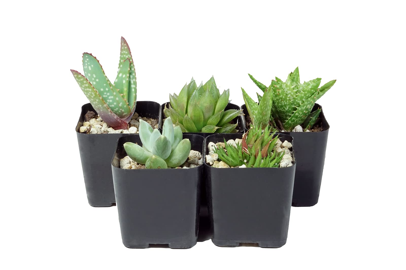 Black Square Flower Nursery Pots for Starting Seedlings, Succulents, or Cacti - 2" x 2", Pack of 100 + THCity Stakes