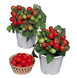 30+ Dwarf Red Robin Tomato Seeds, Heirloom Non-GMO, Sweet, Low Acid, Determinate, Open-Pollinated, Delicious, Lycopersicon lycopersicum, from USA