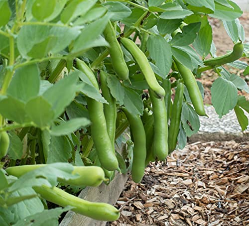 David's Garden Seeds Bean Fava Windsor FBA-4221 (Green) 25 Non-GMO, Heirloom Seeds