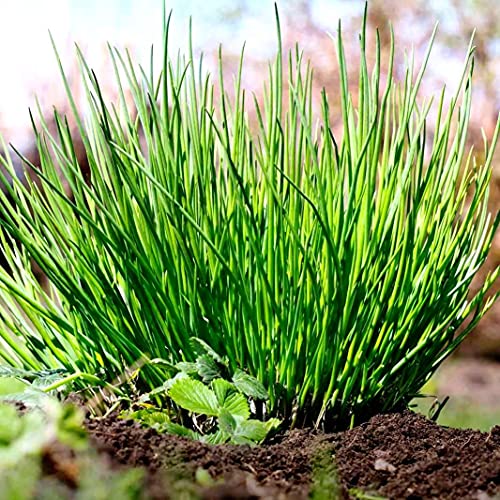 Chives Allium Schoenoprasum Wild Onion Wild Garlic Herb Garden Seeds for Planting About 100 Seeds