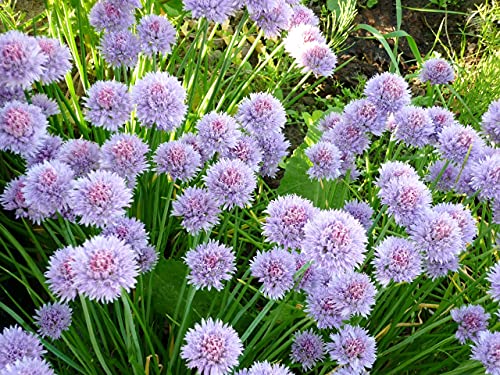 Chives Allium Schoenoprasum Wild Onion Wild Garlic Herb Garden Seeds for Planting About 100 Seeds