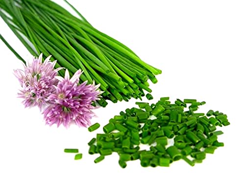 Chives Allium Schoenoprasum Wild Onion Wild Garlic Herb Garden Seeds for Planting About 100 Seeds