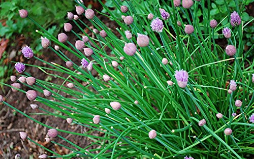 Chives Allium Schoenoprasum Wild Onion Wild Garlic Herb Garden Seeds for Planting About 100 Seeds