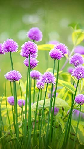 Chives Allium Schoenoprasum Wild Onion Wild Garlic Herb Garden Seeds for Planting About 100 Seeds