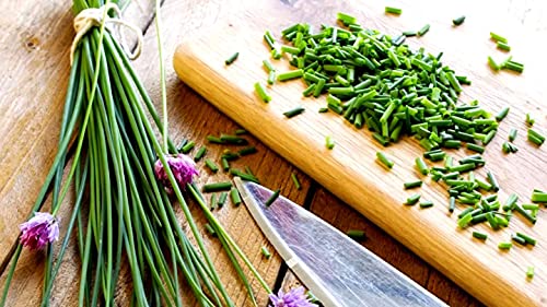 Chives Allium Schoenoprasum Wild Onion Wild Garlic Herb Garden Seeds for Planting About 100 Seeds