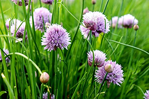 Chives Allium Schoenoprasum Wild Onion Wild Garlic Herb Garden Seeds for Planting About 100 Seeds