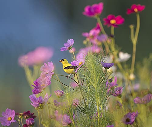 Garden State Parkway Wildflower Seeds - Annuals - Attracts Birds and Butterflies