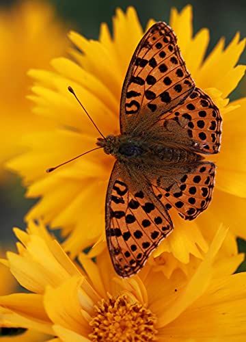 Garden State Parkway Wildflower Seeds - Annuals - Attracts Birds and Butterflies
