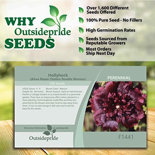 Outsidepride Perennial Alcea Rosea Chaters Double Maroon Hollyhock Garden Flower Climbing Vine Plants - 100 Seeds