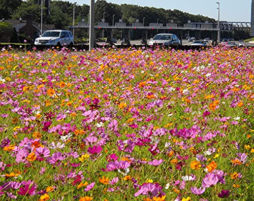 Garden State Parkway Wildflower Seeds - Annuals - Attracts Birds and Butterflies