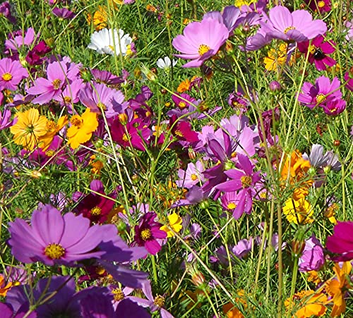 Garden State Parkway Wildflower Seeds - Annuals - Attracts Birds and Butterflies