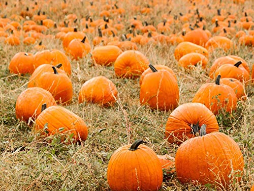 Gaea's Blessing Seeds - Pumpkin Seeds (4.0g) Jack O Lantern Non-GMO Seeds with Easy to Follow Planting Instructions - Heirloom 90% Germination Rate
