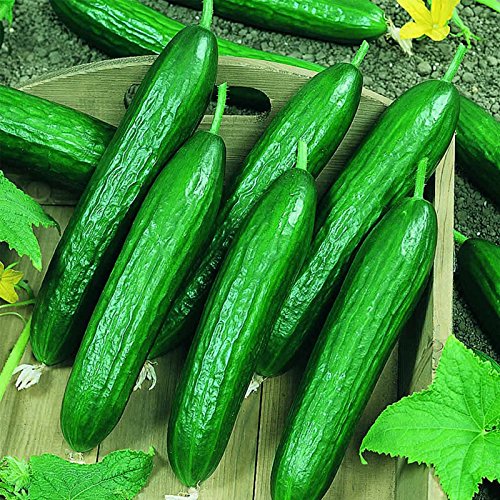 Beit Alpha CMR/MMR Cucumber Garden Seeds - 3 Gram Packet - Non-GMO Vegetable Gardening Seeds - AKA Persian or Lebanese