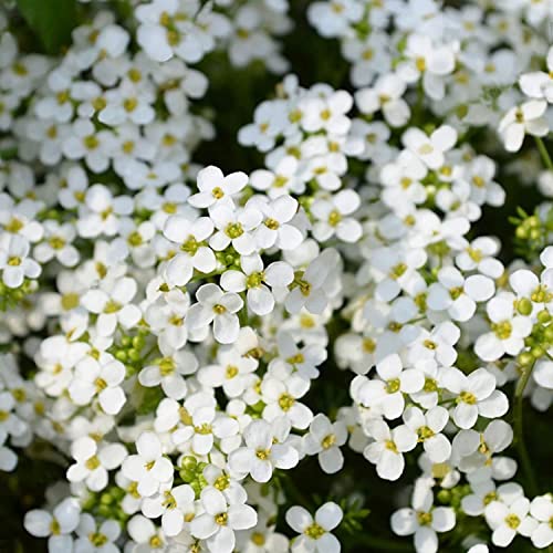 2000+ White Creeping Thyme Seeds for Planting Thymus Serpyllum - Heirloom Ground Cover Plants Easy to Plant and Grow - Open Pollinated
