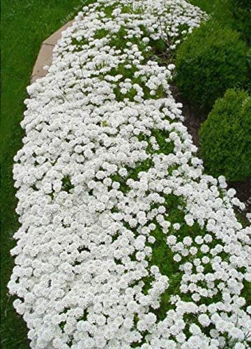 2000+ White Creeping Thyme Seeds for Planting Thymus Serpyllum - Heirloom Ground Cover Plants Easy to Plant and Grow - Open Pollinated