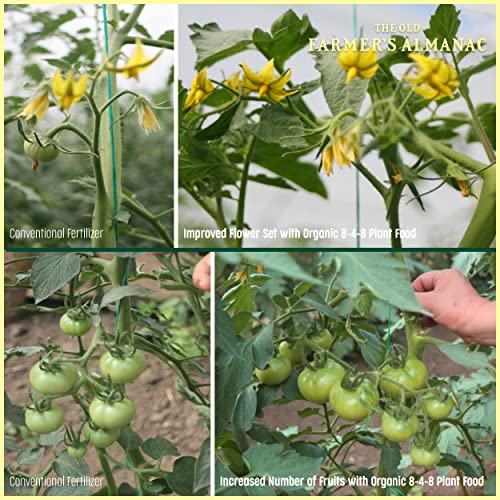 The Old Farmer's Almanac Organic Tomato & Vegetable Plant Food Fertilizer (Covers 1000 Sq Ft - 9 Lbs), (OFA-TV848-9LB)