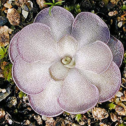 Pinguicula Cyclosecta Seeds Mexican Pinguicula Seeds Mexican Butterworts Tropical Containers Balcony Plant Indoor Outdoor by YEGAOL Garden 25Pcs
