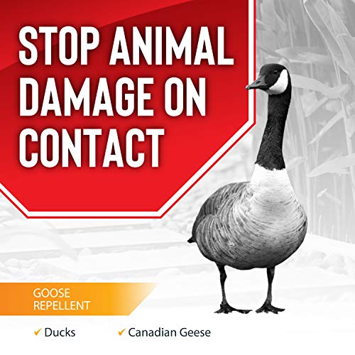 Goose Stopper Repellent - Safe & Effective, All Natural Food Grade Ingredients; Repels Geese and Ducks; Easy to Use, 2.5 Gallon Liquid Concentrate