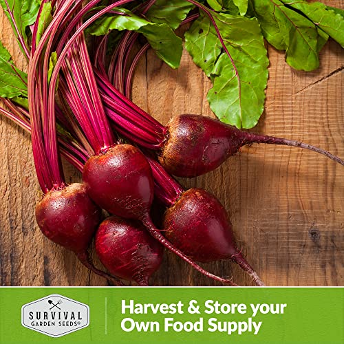 Survival Garden Seeds - Ruby Queen Beet Seed for Planting - Packet with Instructions to Plant and Grow Sweet Delicious & Nutritious Red Beets in Your Home Vegetable Garden - Non-GMO Heirloom Variety