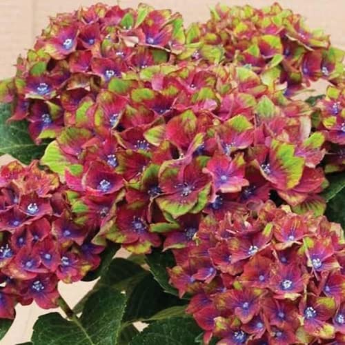 CHUXAY GARDEN 55 Seeds Hydrangea Macrophylla Pistachio,Pistachio Hydrangea,Bigleaf HydrangeaPistachio,Hortensia Pistachio Rare Color Exotic Deciduous Shrub Great for Containers