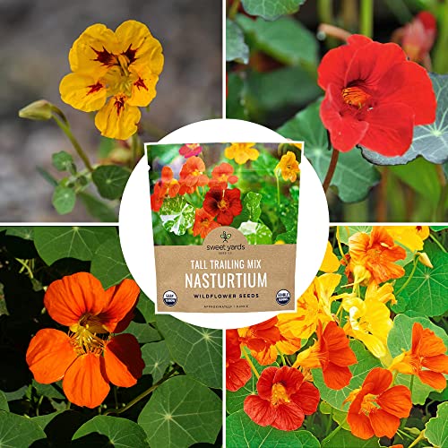 Sweet Yards Seed Co. Nasturtium Seeds β Mixed Colors β Extra Large Packet β Over 200 Open Pollinated Non-GMO Flower Seeds β Tropaeolum majus