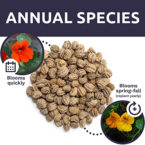 Sweet Yards Seed Co. Nasturtium Seeds β Mixed Colors β Extra Large Packet β Over 200 Open Pollinated Non-GMO Flower Seeds β Tropaeolum majus