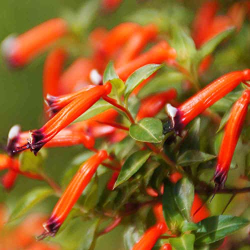 YEGAOL Garden 15Pcs CUPHEA Seeds Cigar Plant Firecracker Plant Cuphea Ignea Perennial Annual Deer Resistant Non-GMO Flower Seeds Potted Garden Plant