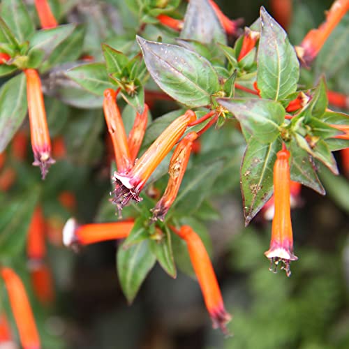 YEGAOL Garden 15Pcs CUPHEA Seeds Cigar Plant Firecracker Plant Cuphea Ignea Perennial Annual Deer Resistant Non-GMO Flower Seeds Potted Garden Plant