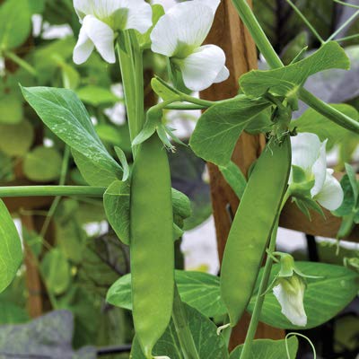Sugar Snap Snow Pea Seeds for Planting, 50+ Heirloom Seeds Per Packet, (Isla's Garden Seeds), Non GMO Seeds, Botanical Name: Pisum sativum 'Macrocarpon Group', Great Home Garden Gift