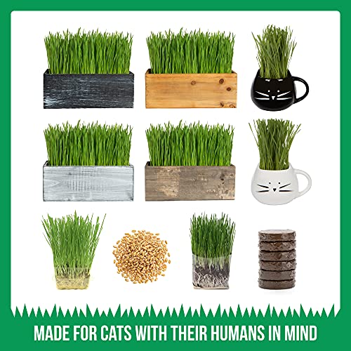 The Cat Ladies Cat Grass Grow Bag Kit, Organic Cat Grass for Indoor Cats, Seeds, 3 Pack Soil, Seeds & Grow Bags