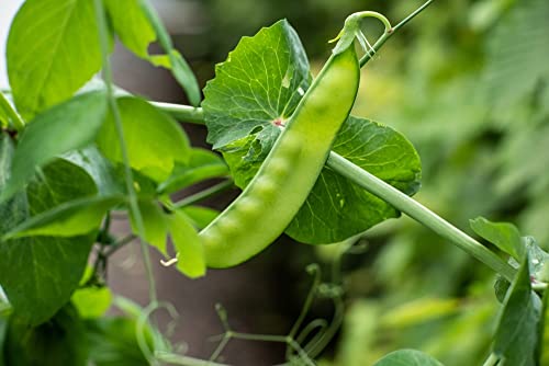 Sugar Snap Snow Pea Seeds for Planting, 50+ Heirloom Seeds Per Packet, (Isla's Garden Seeds), Non GMO Seeds, Botanical Name: Pisum sativum 'Macrocarpon Group', Great Home Garden Gift