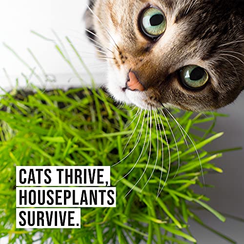 The Cat Ladies Cat Grass Grow Bag Kit, Organic Cat Grass for Indoor Cats, Seeds, 3 Pack Soil, Seeds & Grow Bags