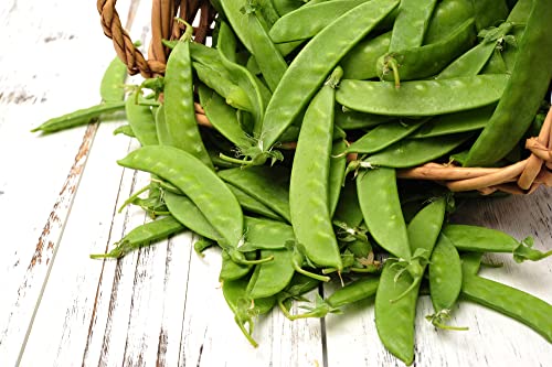 Sugar Snap Snow Pea Seeds for Planting, 50+ Heirloom Seeds Per Packet, (Isla's Garden Seeds), Non GMO Seeds, Botanical Name: Pisum sativum 'Macrocarpon Group', Great Home Garden Gift