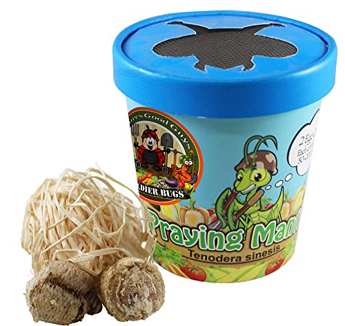 Praying Mantis Egg Case with Hatching Habitat Cup - 2 Praying Mantids Egg Cases & 1,500 Live Ladybugs