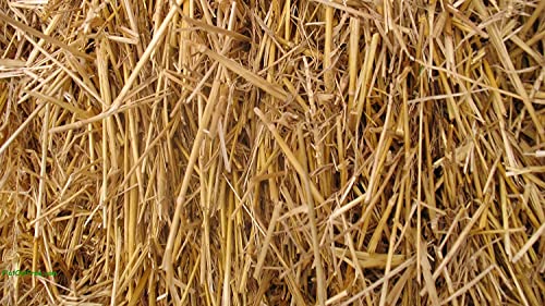 Premium 100% Natural Wheat Straw Grass Harvested 2022, Farmer Direct- Excellent Animal Bedding, Garden Cover, Mulch and Farm Wheat Straw 5lbs. Straw Shipped