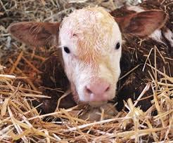 Premium 100% Natural Wheat Straw Grass Harvested 2022, Farmer Direct- Excellent Animal Bedding, Garden Cover, Mulch and Farm Wheat Straw 5lbs. Straw Shipped