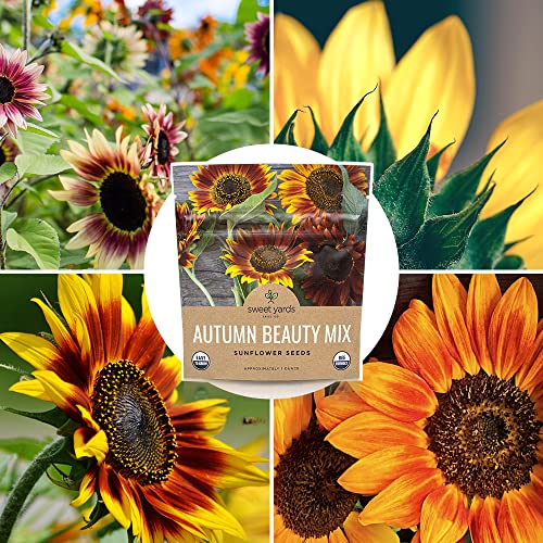 Sweet Yards Seed Co. Autumn Beauty Sunflower Seeds β Extra Large Packet β Over 1,400 Open Pollinated Non-GMO Wildflower Seeds β Helianthus annus β Beautiful Shades of Gold, Bronze, Yellow, and Purple