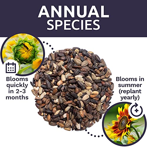 Sweet Yards Seed Co. Autumn Beauty Sunflower Seeds β Extra Large Packet β Over 1,400 Open Pollinated Non-GMO Wildflower Seeds β Helianthus annus β Beautiful Shades of Gold, Bronze, Yellow, and Purple
