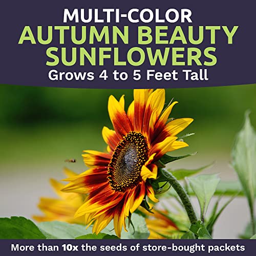 Sweet Yards Seed Co. Autumn Beauty Sunflower Seeds β Extra Large Packet β Over 1,400 Open Pollinated Non-GMO Wildflower Seeds β Helianthus annus β Beautiful Shades of Gold, Bronze, Yellow, and Purple