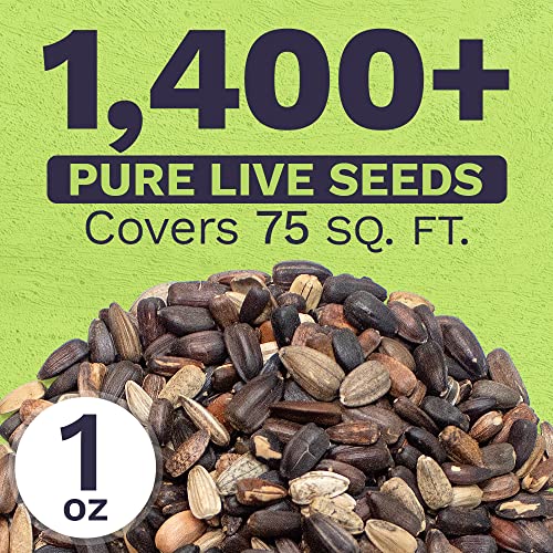 Sweet Yards Seed Co. Autumn Beauty Sunflower Seeds β Extra Large Packet β Over 1,400 Open Pollinated Non-GMO Wildflower Seeds β Helianthus annus β Beautiful Shades of Gold, Bronze, Yellow, and Purple
