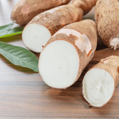 QAUZUY GARDEN Manihot Esculenta Seeds - 5 Premium Cassava Seeds, Manioc, Yuca, Tapioca Seeds - Easy-Growing Vegetables Survival Gear Food Seeds for Garden Home