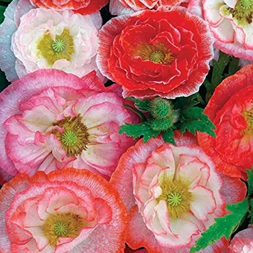 ":Double Shirley Mix" Poppy Seeds for Planting, 3000+ Flower Seeds Per Packet, (Isla's Garden Seeds), Non GMO & Heirloom Seeds, Botanical Name: Papaver rhoeas, Great Poppies for a Gift