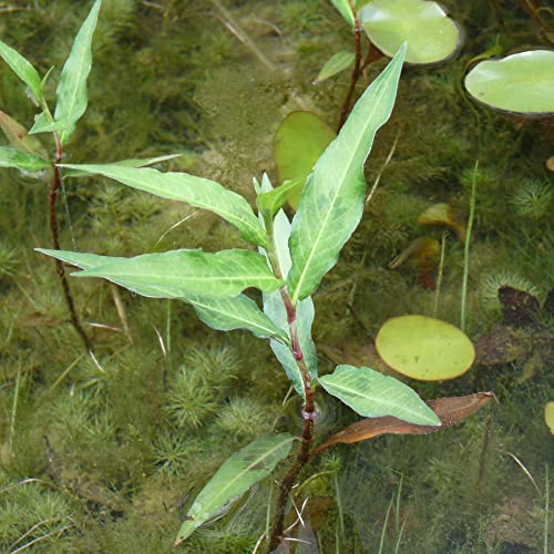 CHUXAY GARDEN 1000 Seeds Persicaria Hydropiper,Water Pepper,Marshpepper Knotweed,Arse Amart,Tade Annual Herb Plant Edible Decorative Spices Tingling Taste Great for Cooking