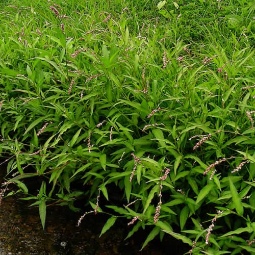 CHUXAY GARDEN 1000 Seeds Persicaria Hydropiper,Water Pepper,Marshpepper Knotweed,Arse Amart,Tade Annual Herb Plant Edible Decorative Spices Tingling Taste Great for Cooking