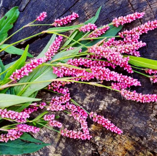 CHUXAY GARDEN 1000 Seeds Persicaria Hydropiper,Water Pepper,Marshpepper Knotweed,Arse Amart,Tade Annual Herb Plant Edible Decorative Spices Tingling Taste Great for Cooking